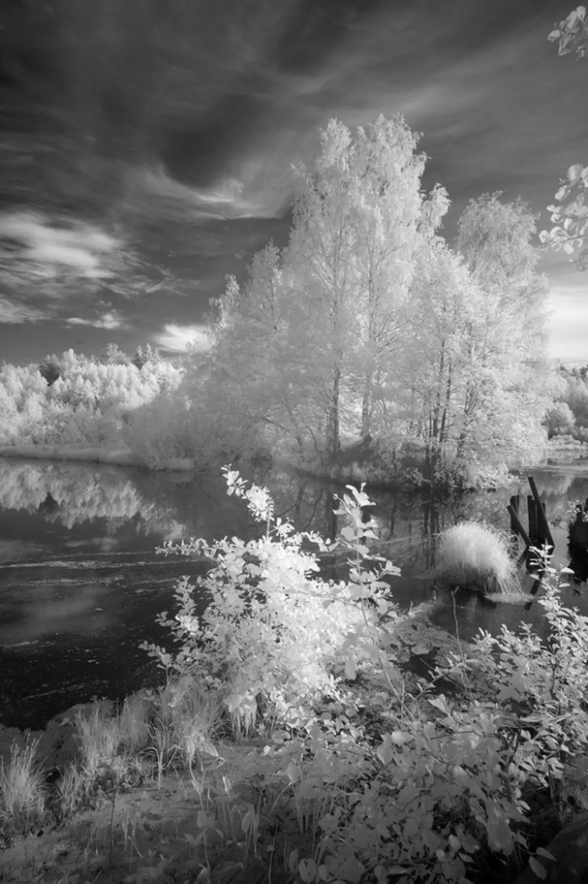 Iwwerraschend, schéin an ongewéinlech;)) Infrared Natur aus Andrei Ermolaeva 11485_3