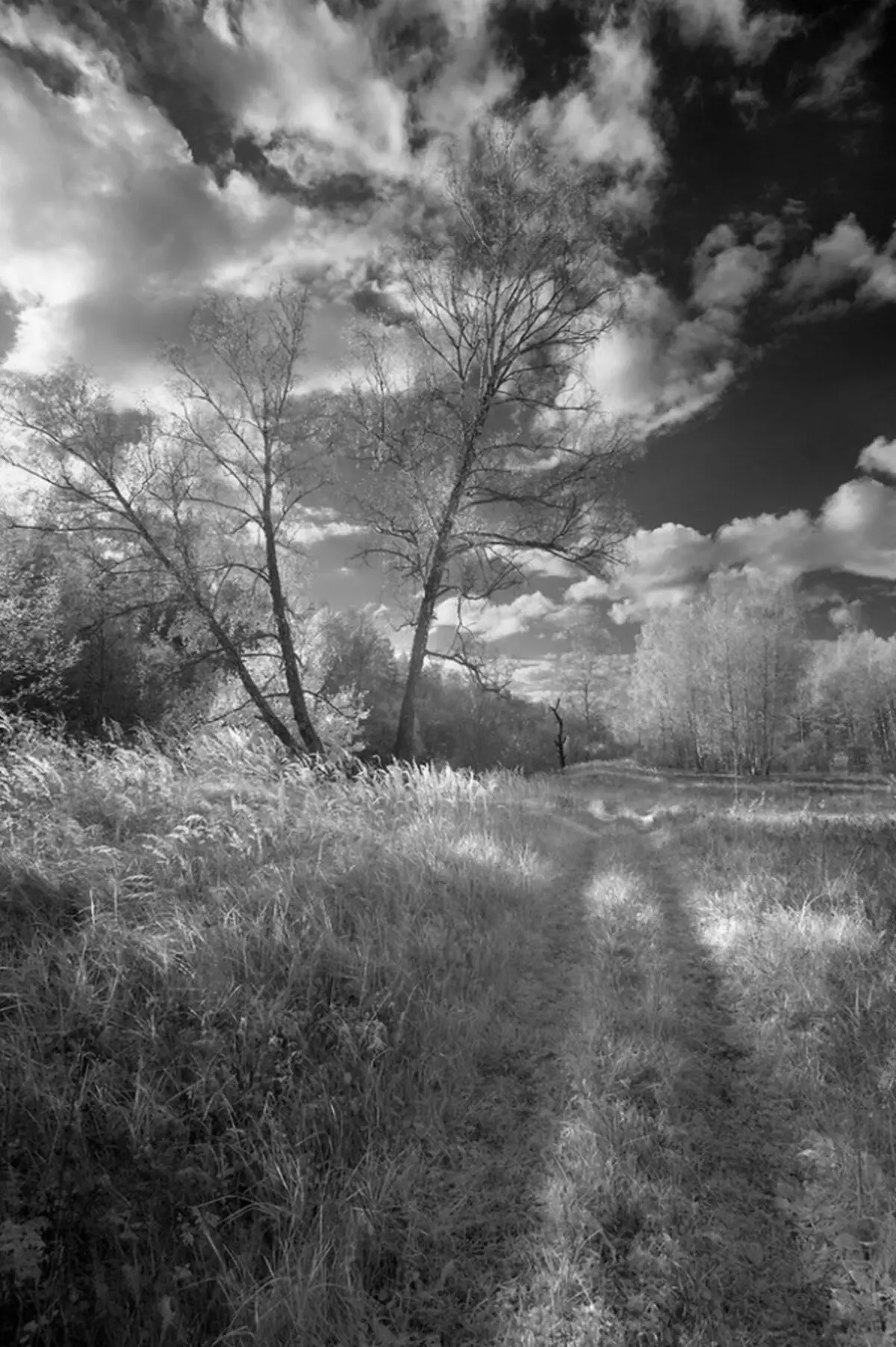 Iwwerraschend, schéin an ongewéinlech;)) Infrared Natur aus Andrei Ermolaeva 11485_5