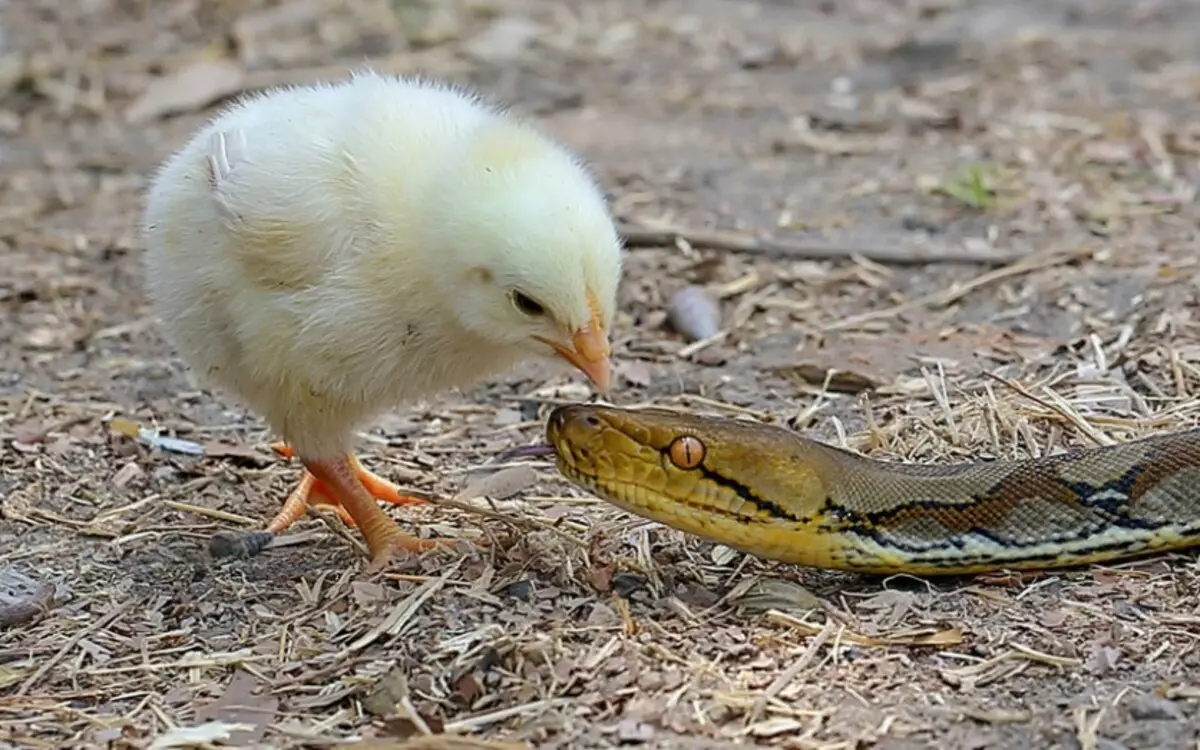 រូបភាពដែលគួរឱ្យរីករាយបំផុតនិងរីករាយ;)) ពីពិភពសត្វ 11523_1