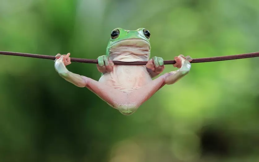 De grappigste en heerlijke foto's;)) van de wereld van dieren 11523_2