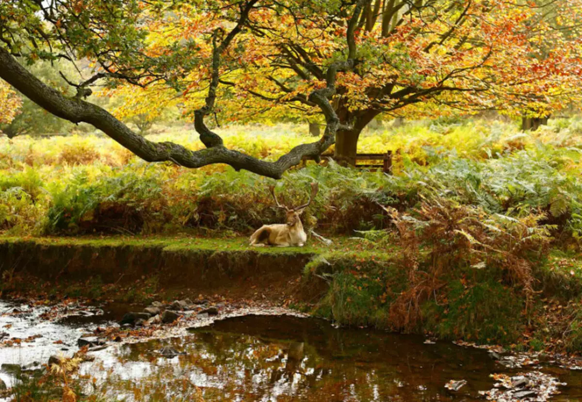 De grappigste en heerlijke foto's;)) van de wereld van dieren 11523_3