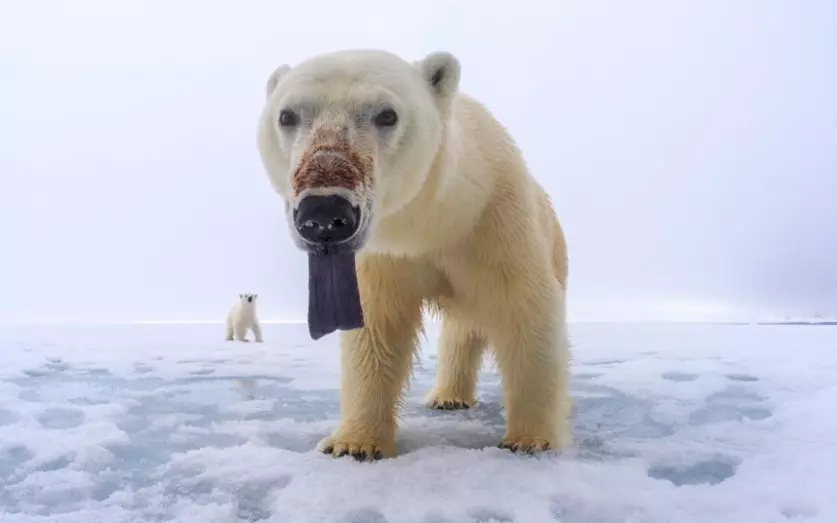 De grappigste en heerlijke foto's;)) van de wereld van dieren 11523_6