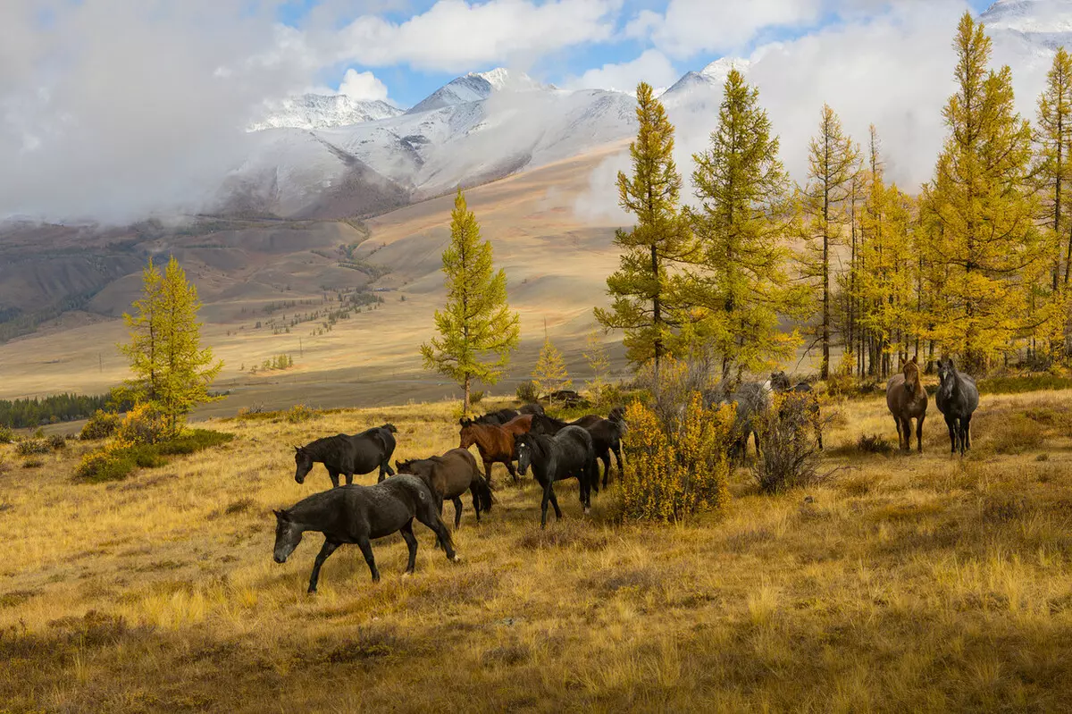 Inspireer en reis! Magic Landscapes of Autumse Altai 11546_25