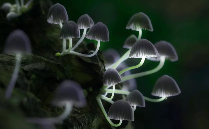 Hoeveel wonderen opent een macrofoto? Wonderen van het bos ... 11591_11