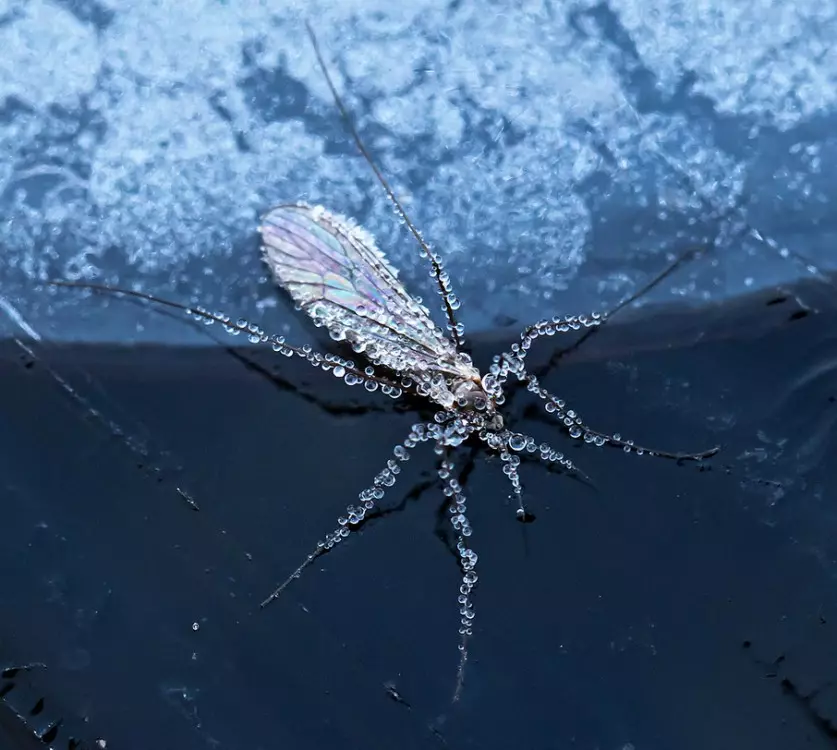 Näçe miras makro suratyny açýar? Tokaýyň täsinlikleri ... 11591_12