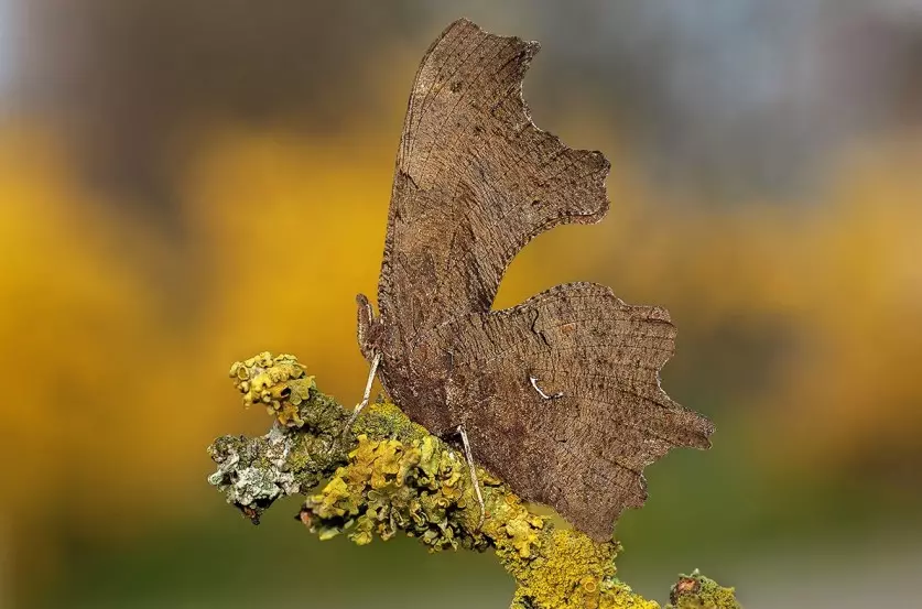 Näçe miras makro suratyny açýar? Tokaýyň täsinlikleri ... 11591_15