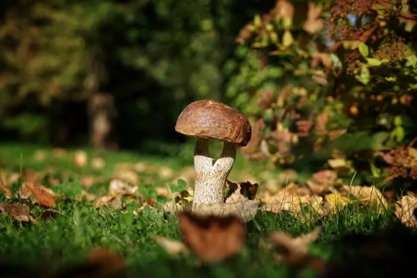 Hoeveel wonderen opent een macrofoto? Wonderen van het bos ... 11591_3