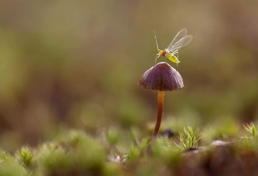 Hoeveel wonderen opent een macrofoto? Wonderen van het bos ... 11591_4