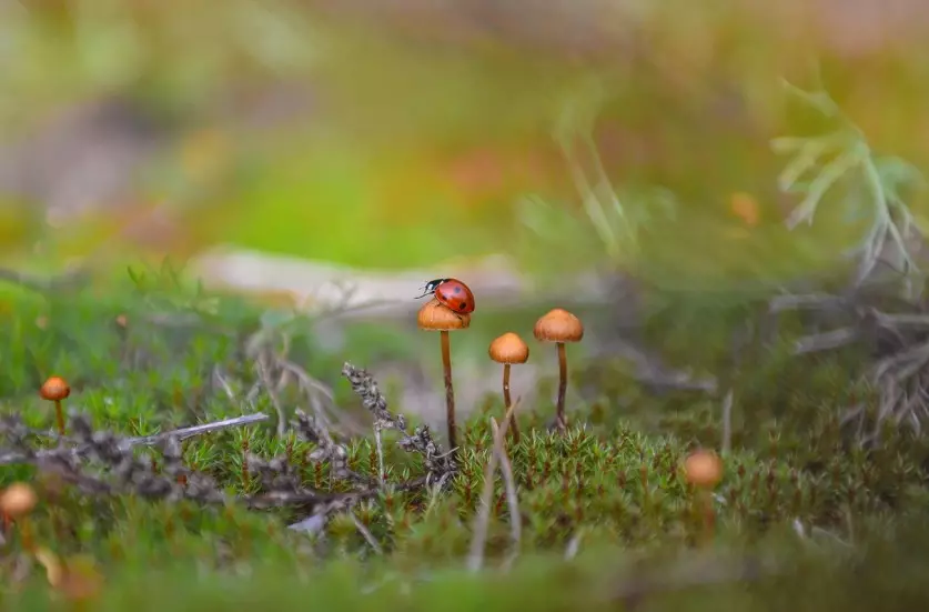 Combien de miracles ouvre une photo de macro? Merveilles de la forêt ... 11591_9