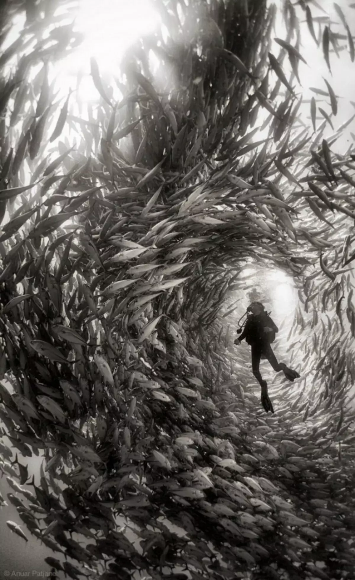 Unglaubliches Unterwasserreich von Anuar Patjane