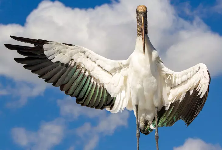 Vögel in der Linse von professionellen Fotografen 116_1