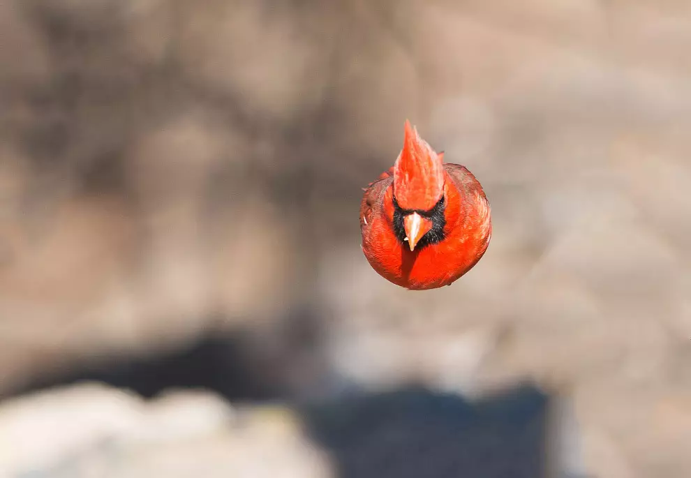 Vögel in der Linse von professionellen Fotografen 116_10