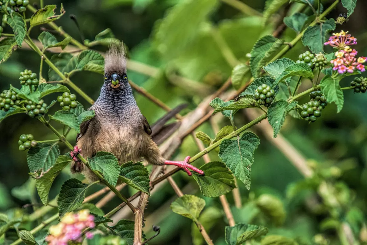 14. Raubkaracara-Karancha und ein Vogel von der Spatzenabteilung. (Foto Jerry Black Suwanee GA | Audubon Pho