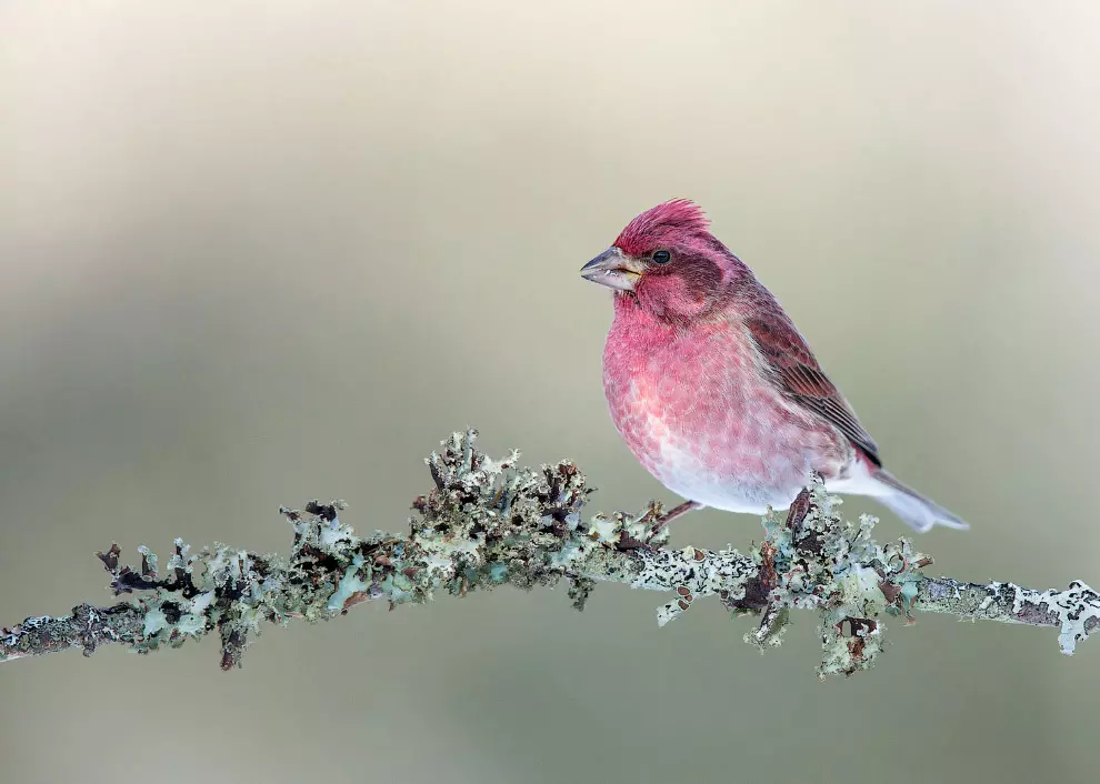 Vögel in der Linse von professionellen Fotografen 116_18