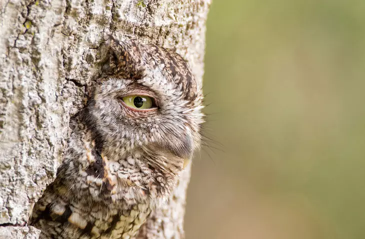 2. Голяма синя чапла. (Снимка Кристофър Шлаф | Audubon фотография награди):