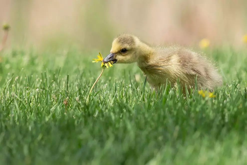 Vögel in der Linse von professionellen Fotografen 116_20