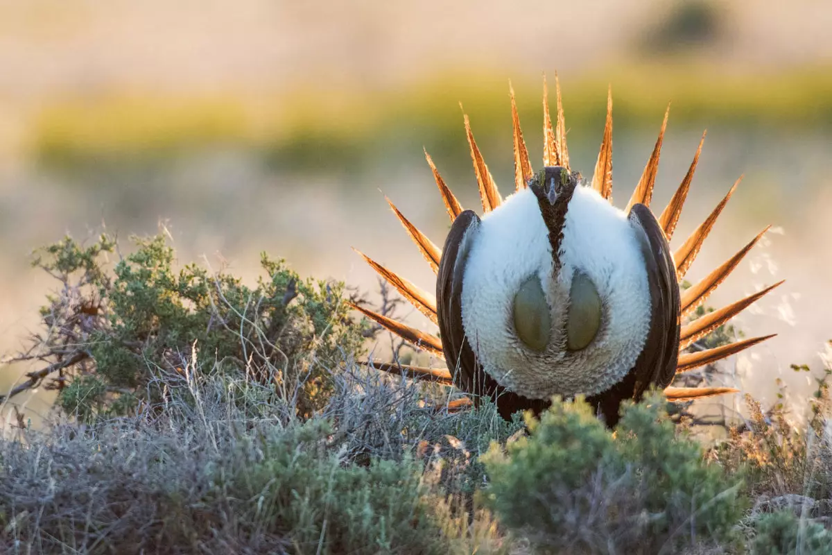 6. Kanadische Kräne, Kurzstände und wilde Enten. (Foto Dale Ericson | Audubon Photography Award