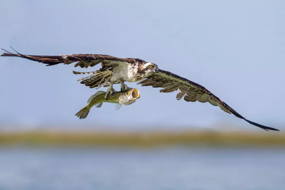 Vögel in der Linse von professionellen Fotografen 116_8