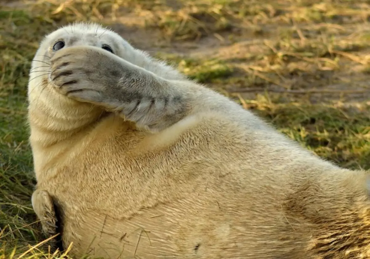 ภาพถ่ายเหล่านี้คุณไม่เห็นแน่นอน! ผลงานการแข่งขัน Comedy Wildlife Photography Awards 11716_1