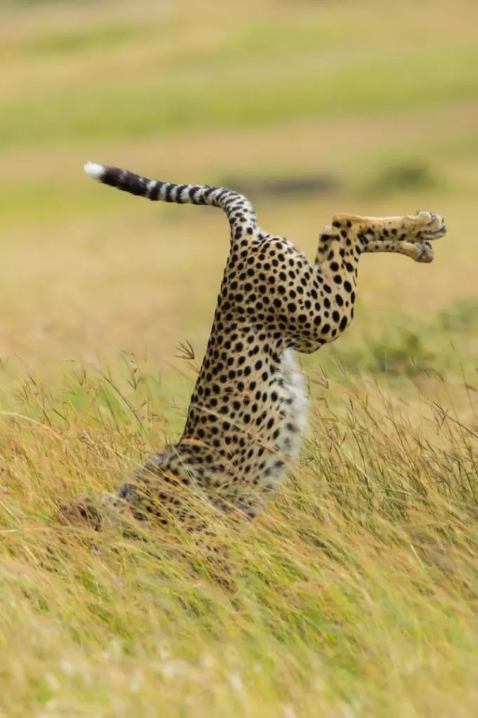 ภาพถ่ายเหล่านี้คุณไม่เห็นแน่นอน! ผลงานการแข่งขัน Comedy Wildlife Photography Awards 11716_10