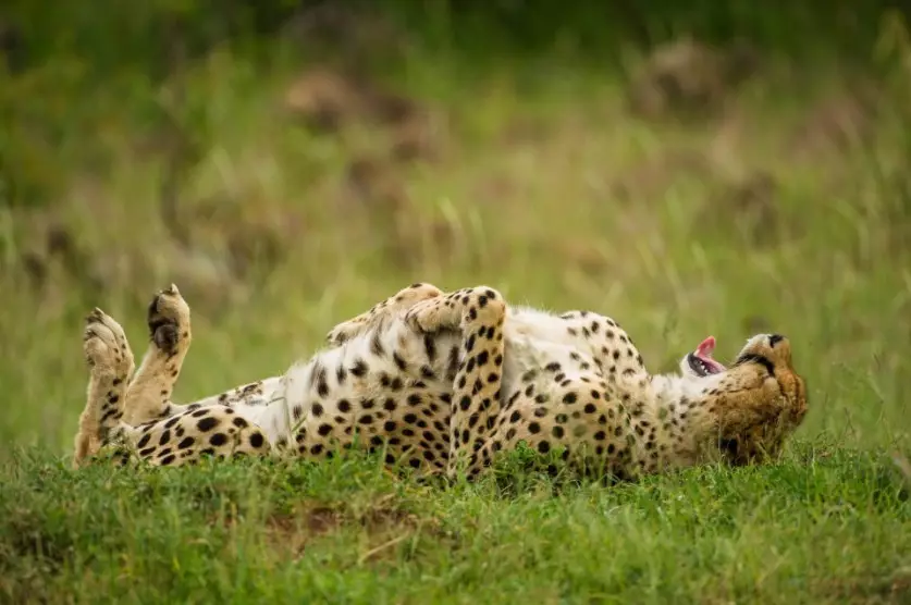 Ove fotografije koje definitivno nisu vidjeli! Radovi Natječaj Komedija Wildlife Fotografija nagrade 11716_11