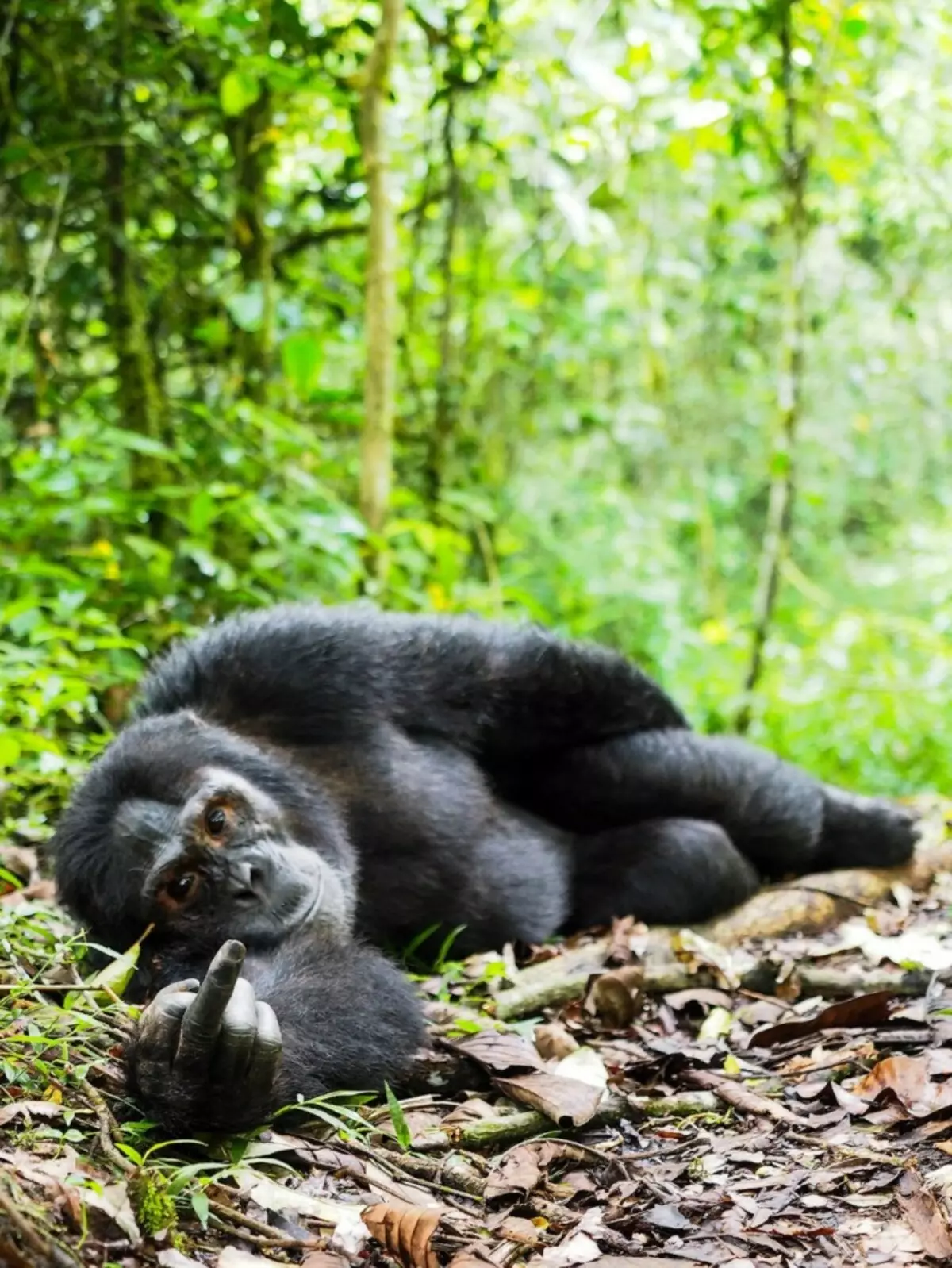 ภาพถ่ายเหล่านี้คุณไม่เห็นแน่นอน! ผลงานการแข่งขัน Comedy Wildlife Photography Awards 11716_13