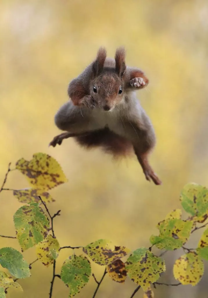 Ove fotografije koje definitivno nisu vidjeli! Radovi Natječaj Komedija Wildlife Fotografija nagrade 11716_14