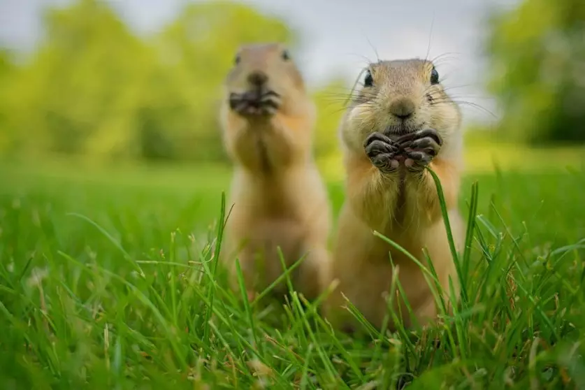 Ove fotografije koje definitivno nisu vidjeli! Radovi Natječaj Komedija Wildlife Fotografija nagrade 11716_15