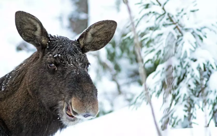 Ove fotografije koje definitivno nisu vidjeli! Radovi Natječaj Komedija Wildlife Fotografija nagrade 11716_16