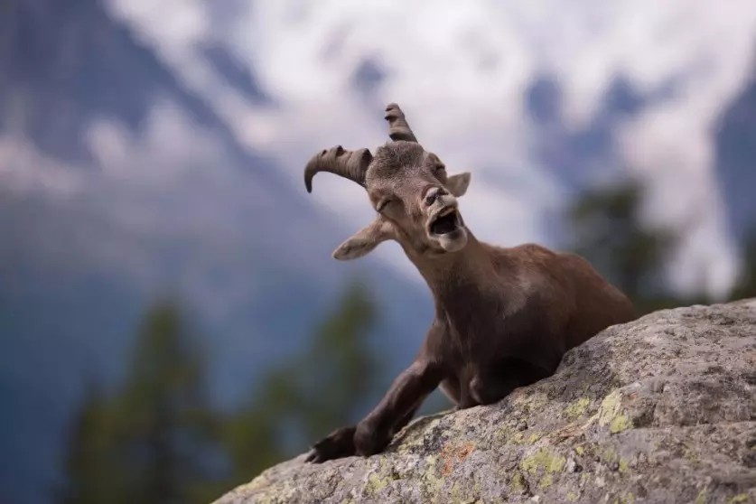 Ove fotografije koje definitivno nisu vidjeli! Radovi Natječaj Komedija Wildlife Fotografija nagrade 11716_18