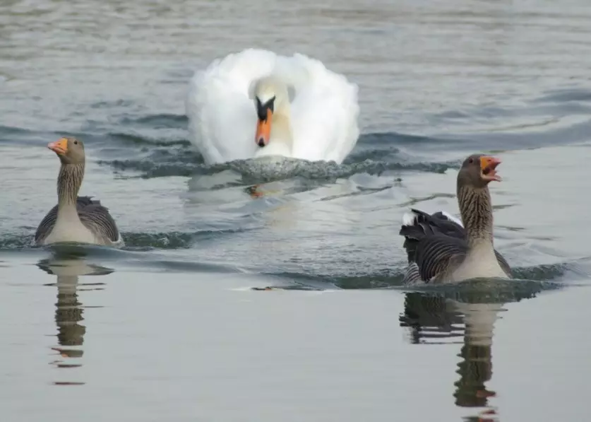 Þessar myndir sem þú hefur örugglega ekki séð! Works Competition Comedy Wildlife Photography Awards 11716_20