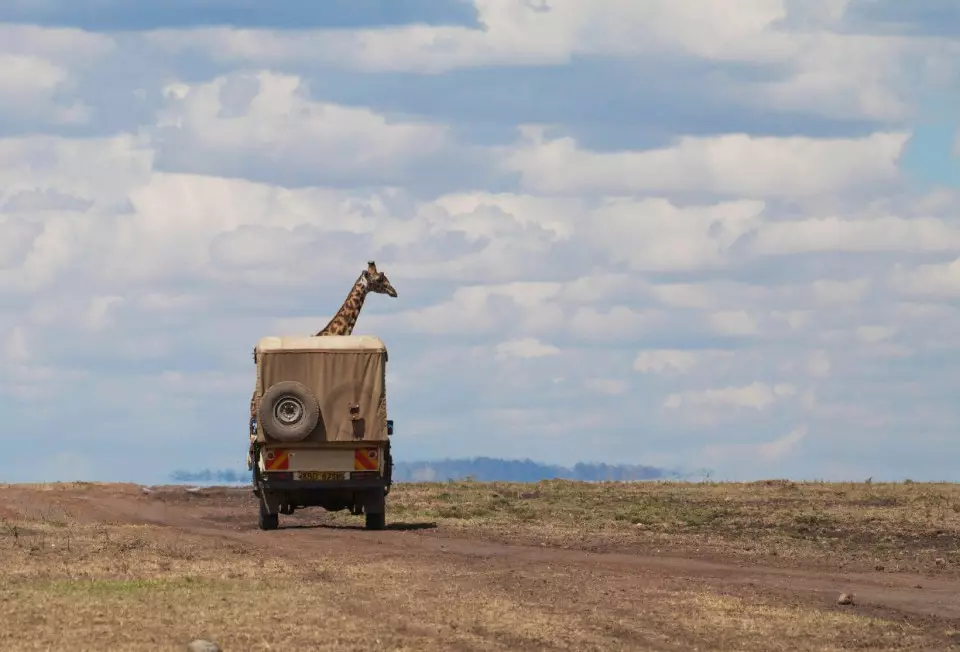 23. ผู้โดยสารระยะยาว (ภาพถ่าย Marilyn Parver | รางวัลการถ่ายภาพสัตว์ป่า Comedy Wildlife) รางวัลภาพถ่ายสัตว์ป่า, สัตว์, การประกวดภาพถ่าย