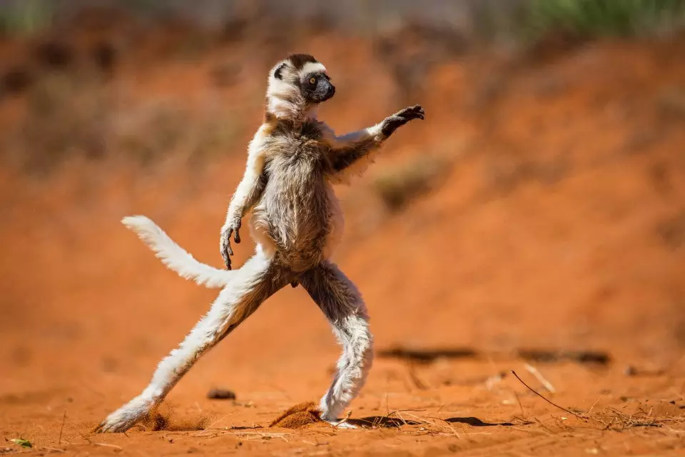 27. Dancer Sifaka. (Foto Alison Buttigieg | Nagrade Comedy Wildlife Fotografija) KOMEDAY WILDLIFINE Photography Awards, Živali, Photo Contest