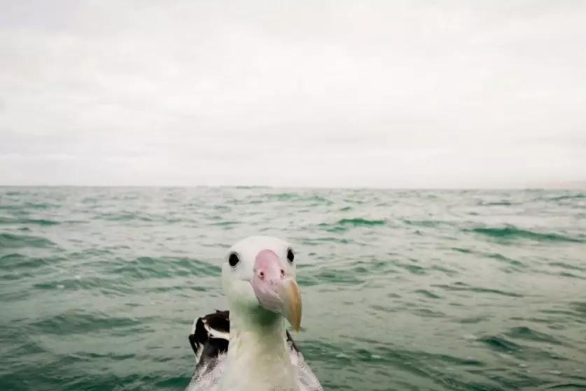 Þessar myndir sem þú hefur örugglega ekki séð! Works Competition Comedy Wildlife Photography Awards 11716_3