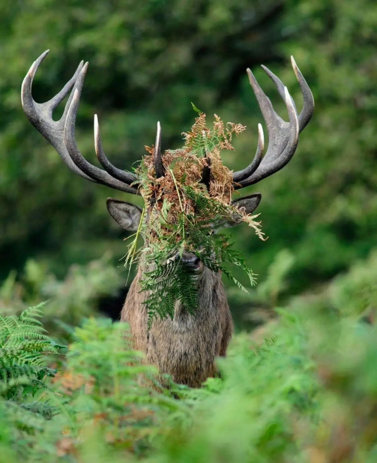 Ove fotografije koje definitivno nisu vidjeli! Radovi Natječaj Komedija Wildlife Fotografija nagrade 11716_4