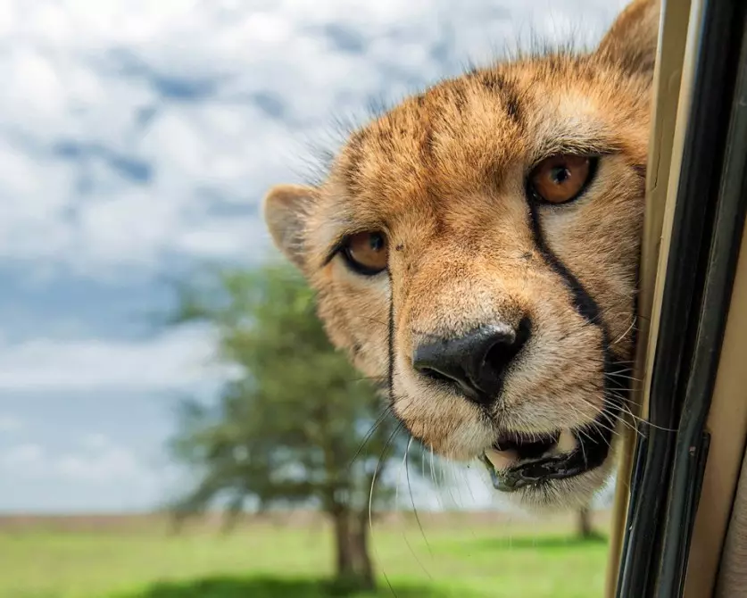 Ove fotografije koje definitivno nisu vidjeli! Radovi Natječaj Komedija Wildlife Fotografija nagrade 11716_5