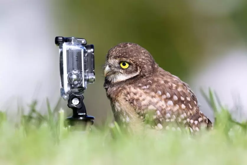 Ove fotografije koje definitivno nisu vidjeli! Radovi Natječaj Komedija Wildlife Fotografija nagrade 11716_6