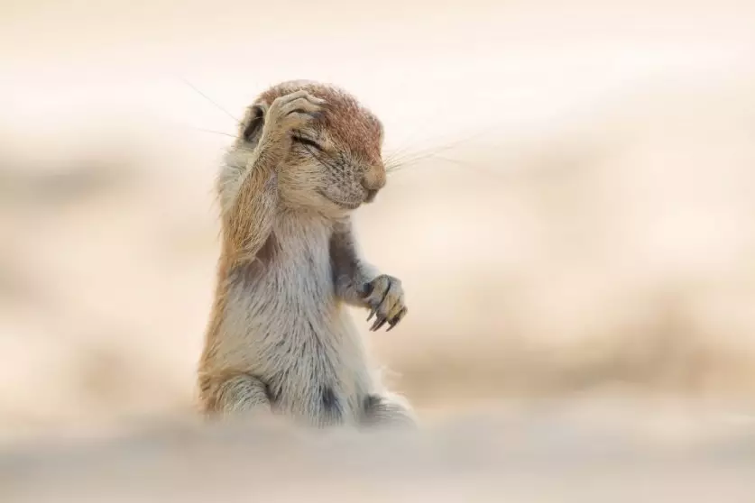 Ove fotografije koje definitivno nisu vidjeli! Radovi Natječaj Komedija Wildlife Fotografija nagrade 11716_7