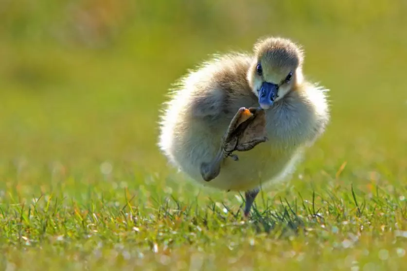 Te fotografije zagotovo niste videli! Deluje tekmovalna komedija COMENY Photography Awards 11716_8