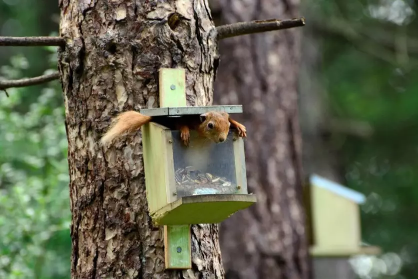 Ove fotografije koje definitivno nisu vidjeli! Radovi Natječaj Komedija Wildlife Fotografija nagrade 11716_9