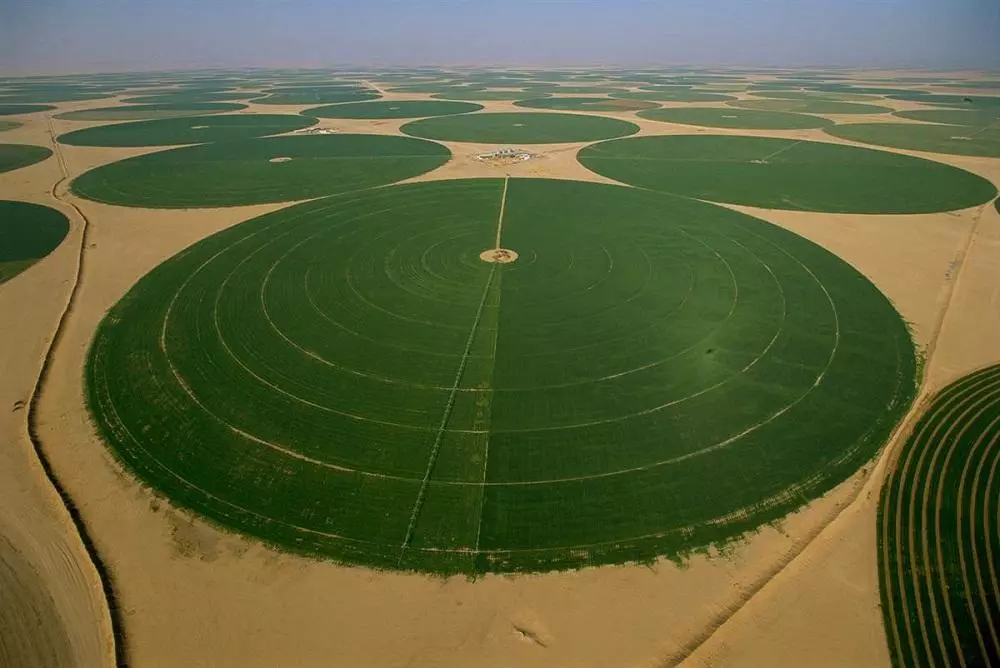 2. Rub-el hali, Saudi Arabia. Nagtubo nga Alfalfa ingon nga mga hayop nga gipakaon sa patubig