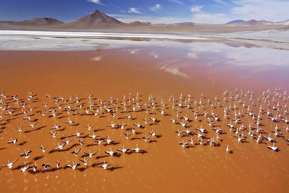 3. Lagoon Colorado, Bolivia. Sekawanan flamingo langka di danau di Bolivia, yang terletak di ketinggian 42