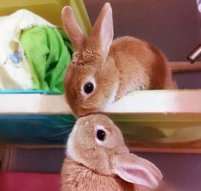 Անհնար է սիրահարվել ... Fluffy Rabbits- ի 20 լուսանկար 11748_10