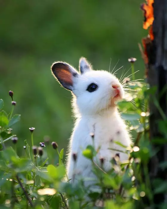 Անհնար է սիրահարվել ... Fluffy Rabbits- ի 20 լուսանկար 11748_17