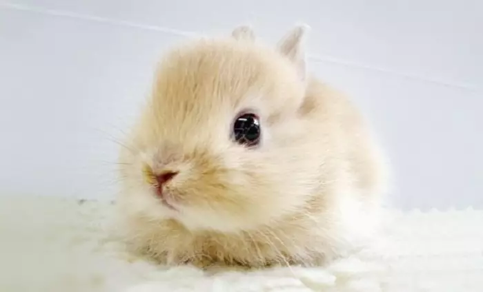 Անհնար է սիրահարվել ... Fluffy Rabbits- ի 20 լուսանկար 11748_18