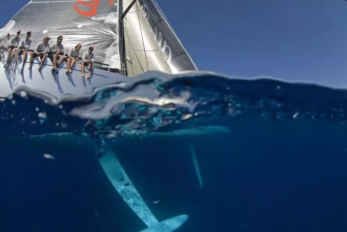 Angerdd môr o ffotograffydd Marinist Kurt Arrigo (Kurt Arrigo) 11750_16