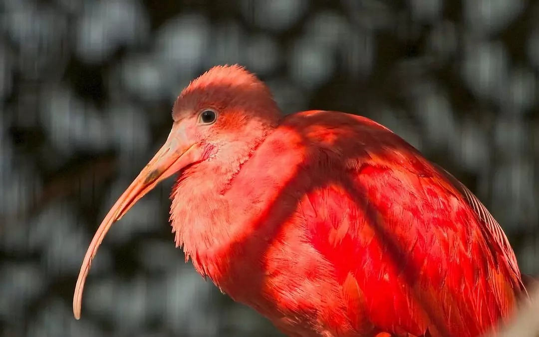 Vida en color: rojo.