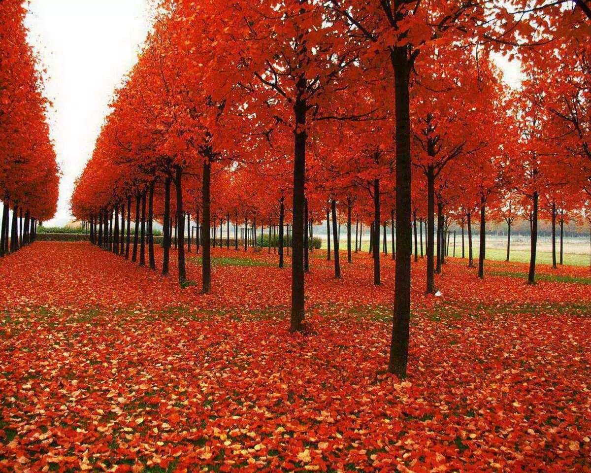 Vida en color: rojo.