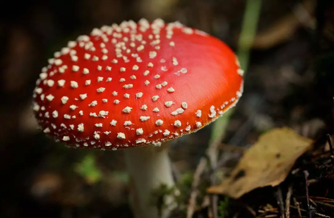 Vida en color: rojo.