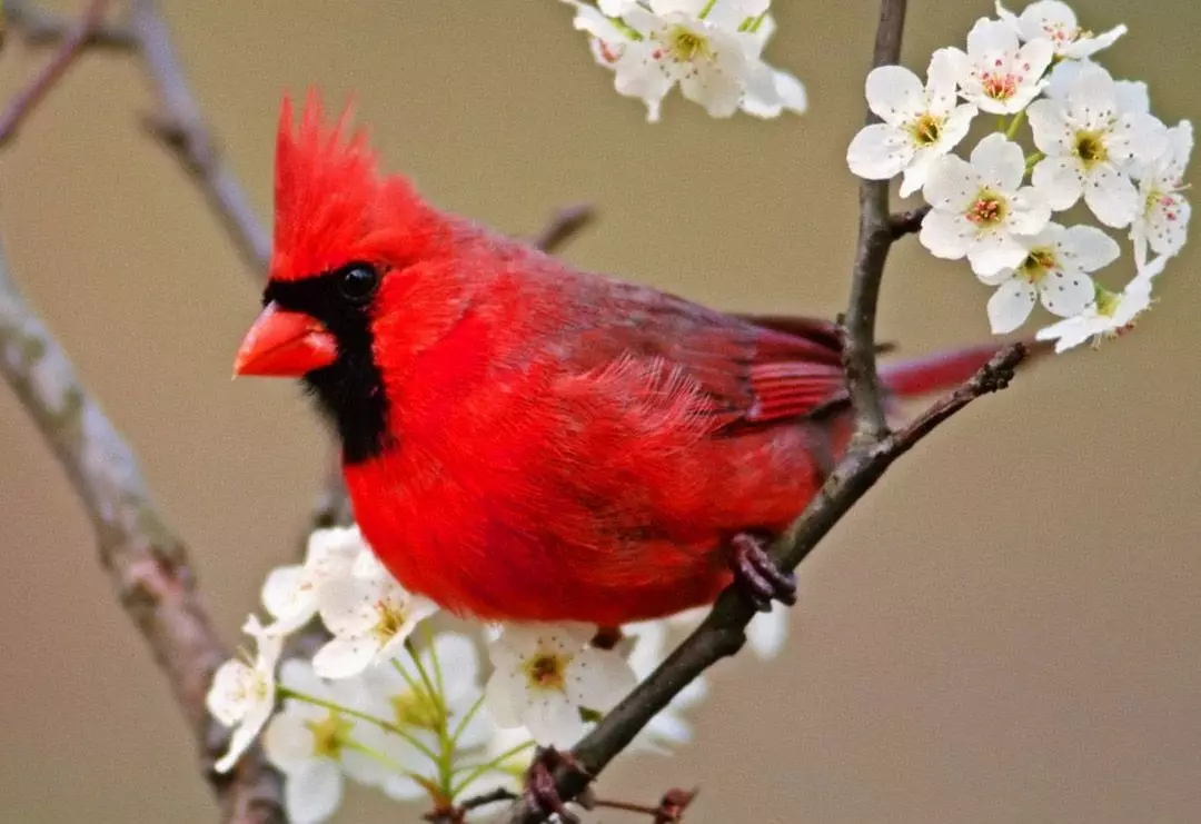 Vida en color: rojo.